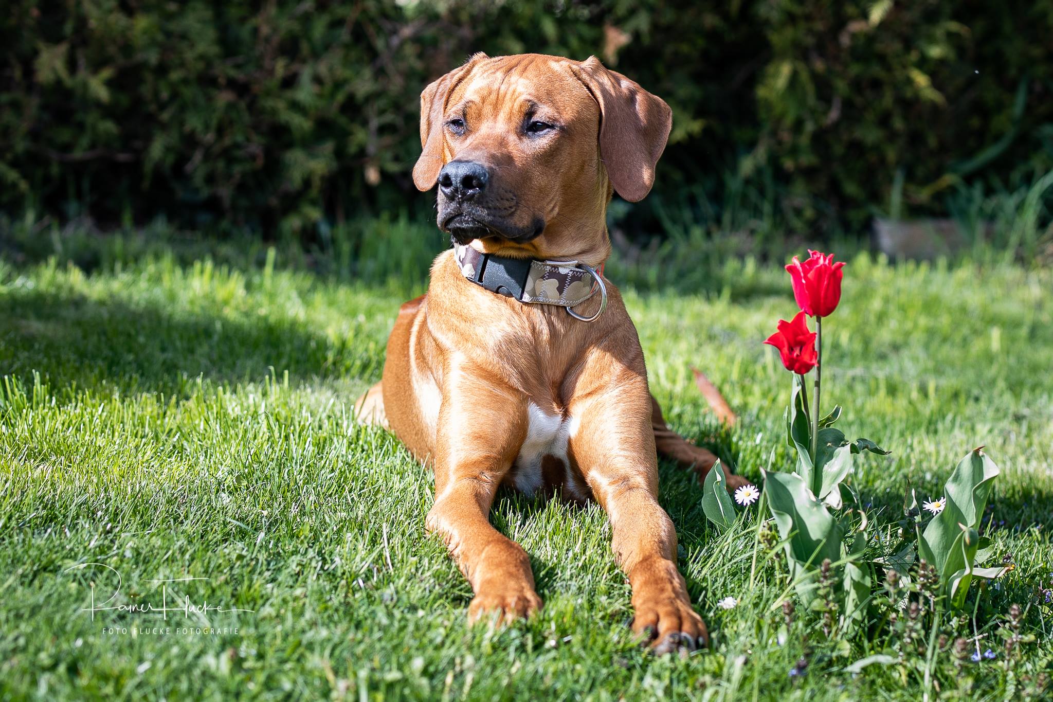 Sun Sea Bars Ridgeback Zucht Rüde Jet - Drittgeborene - Sun Sea Bars ...
